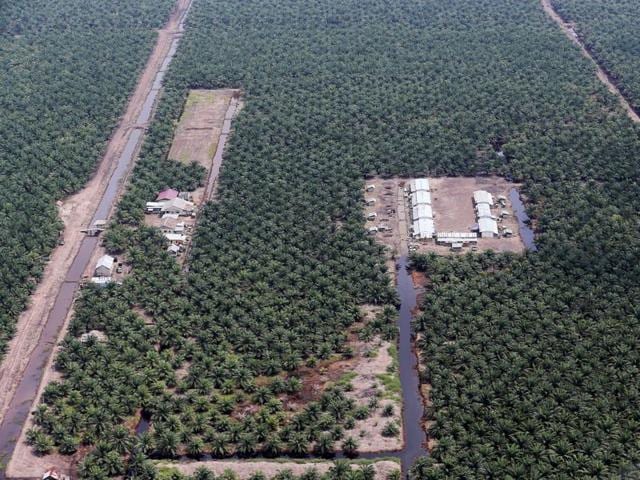 Korean firm burnt over 50,000ha of Indonesian rainforests for palm oil ...