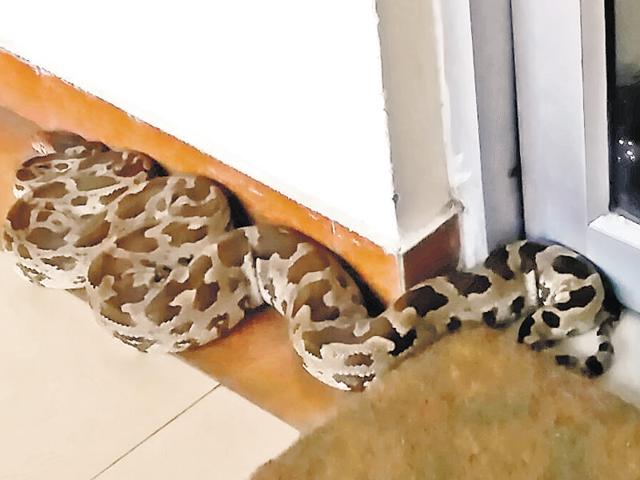 12-foot python sneaks into UP’s DGP office, gives staffers a fright ...