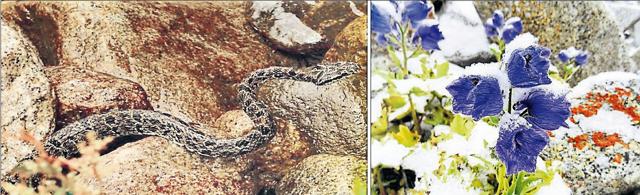 Wild buzz: Know your vultures - Hindustan Times