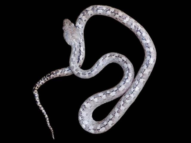 ‘Ghost snake’ species discovered in Madagascar | World News
