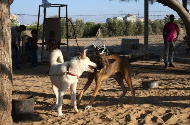 Stray dogs find shelter in battered Gaza | World News