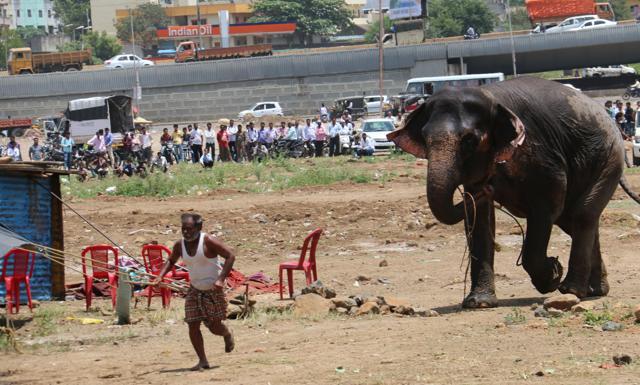 In pics: Elephant runs amok for 3 hours in busy area of Pune suburbs ...