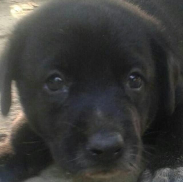 Join us in our drive to adopt a pet | Lifestyle News