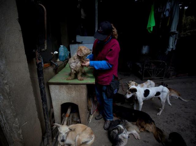 Pets in Venezuela are not getting the love they deserve | Hindustan Times