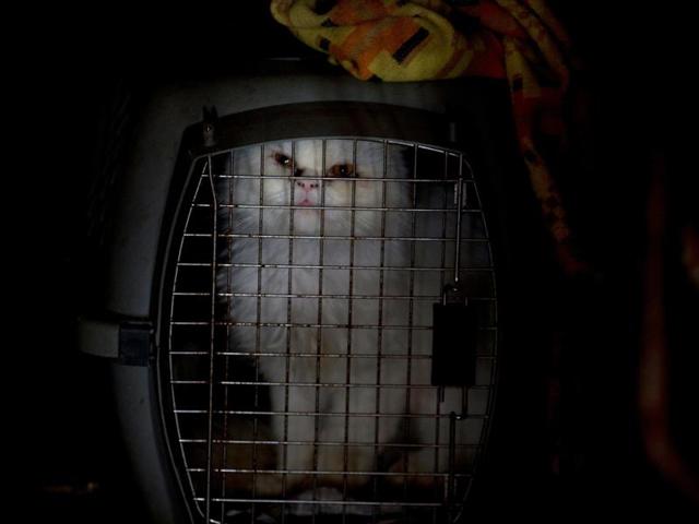 Pets in Venezuela are not getting the love they deserve | Hindustan Times