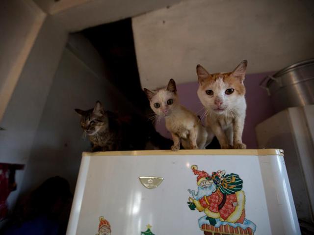 Pets in Venezuela are not getting the love they deserve | Hindustan Times