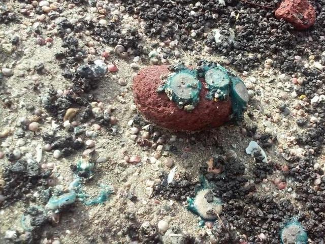 Officials sound stingray, jellyfish alert at Mumbai beaches | Mumbai news