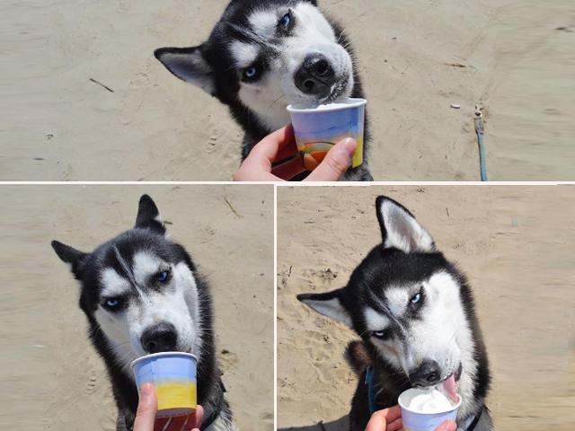 Grrrr! Meet Anuko, the husky who’s making a fortune by being grumpy ...