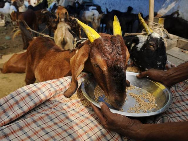 For goat’s sake! Rs 7L for Sultan, Rs 85K for Dabang: Weekend ...