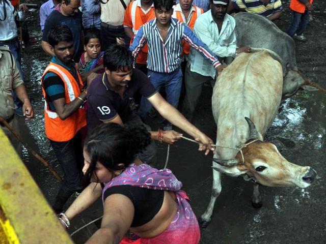Chhindwara police turn cow protectors, set up fodder bank | Hindustan Times