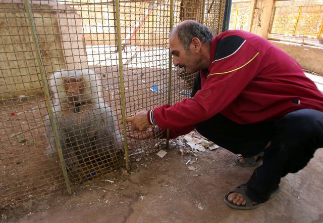 In Aleppo zoo, ‘Saeed’ the lonely monkey lives to tell the tale of war ...