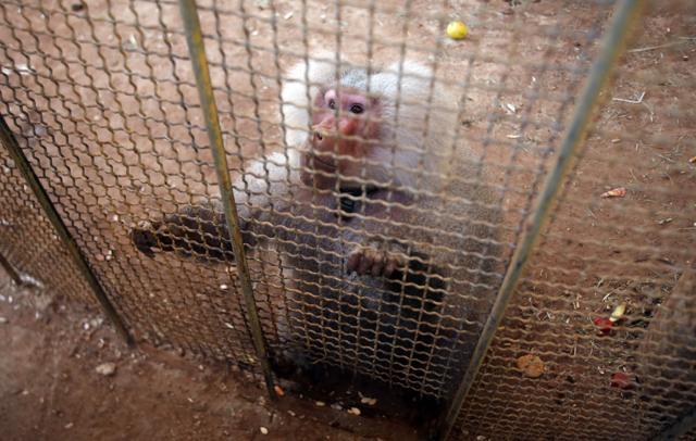 In Aleppo zoo, ‘Saeed’ the lonely monkey lives to tell the tale of war ...
