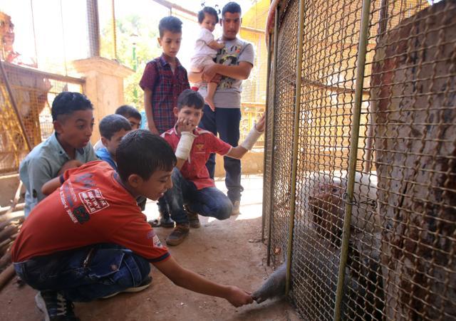 In Aleppo zoo, ‘Saeed’ the lonely monkey lives to tell the tale of war ...