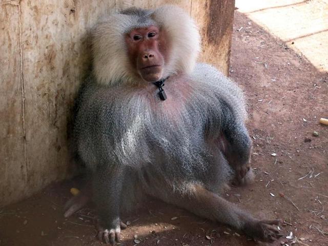 In Aleppo zoo, ‘Saeed’ the lonely monkey lives to tell the tale of war ...