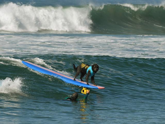 In pics: Watch these dogs beat the waves at unique US surf competition ...