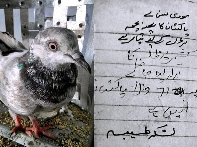 Now, a pigeon with ‘message’ for Modi taken into ‘custody’ in Pathankot ...
