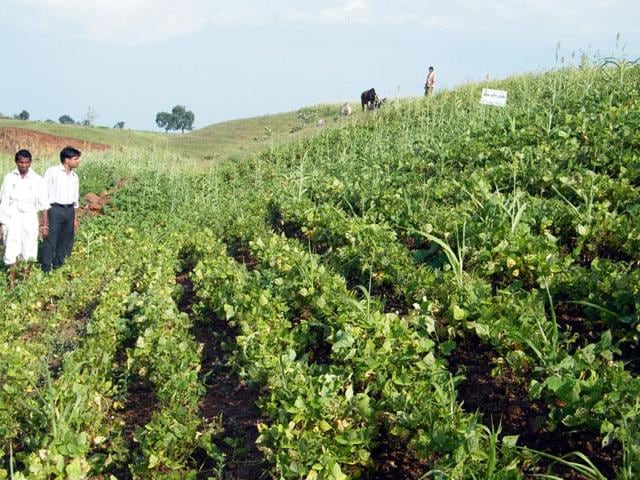 Late rains damage soybean crop in many MP districts | Hindustan Times