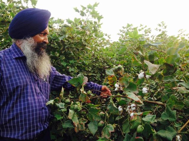 This farmer bats for innovation, diversity to keep whitefly at bay in ...