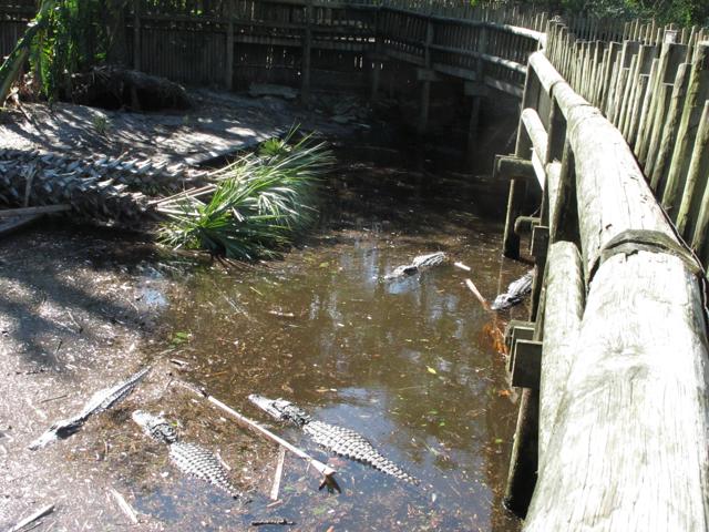 Surrounded by alligators, Matthew cleanup goes on in Florida | World News