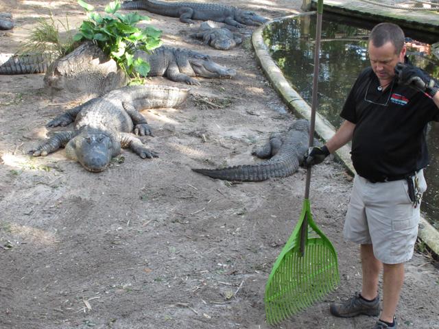 Surrounded by alligators, Matthew cleanup goes on in Florida | World News