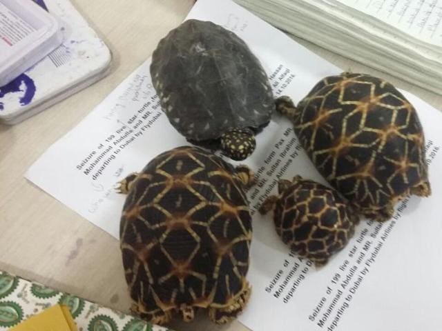 Shell-shocked: Officials find 199 rare tortoises, turtles in UAE fliers ...