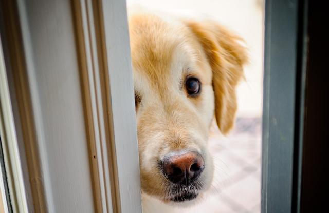 Your furry best friends need some love: Tips to keep dogs safe this ...