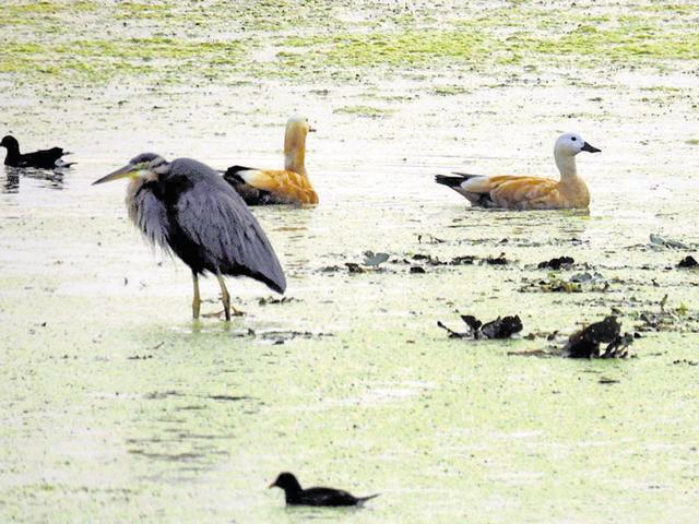 Migratory birds start arriving at Kota wetlands amid bird flu scare ...
