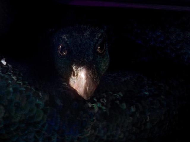 Fantastic Beasts: A brief introduction to all the magical new creatures ...