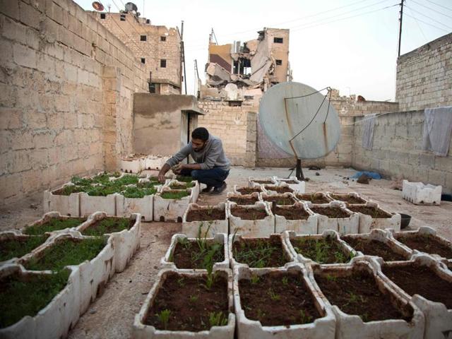 Leaves instead of tobacco in cigarettes: How Syrians survive in ...