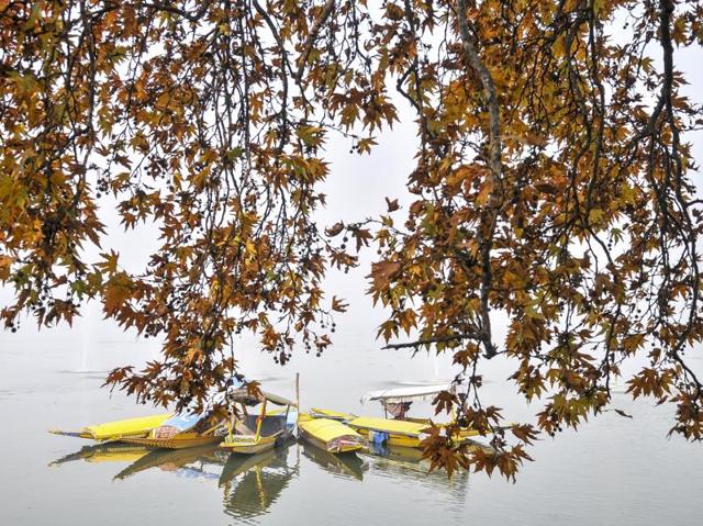 Glorious fall colours in a subdued Kashmir Valley | Hindustan Times