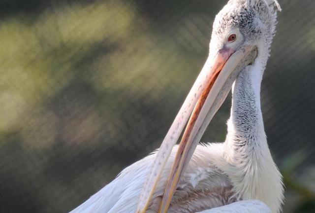 Animal kingdom at Chandigarh’s Chhatbir Zoo | Hindustan Times