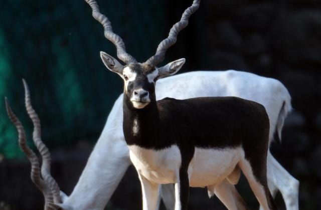 Animal kingdom at Chandigarh’s Chhatbir Zoo | Hindustan Times