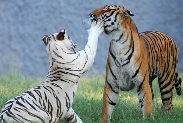 Animal kingdom at Chandigarh’s Chhatbir Zoo | Hindustan Times