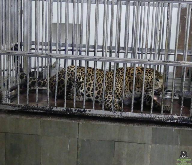 Leopard caught in Delhi may be moved to Shivalik ranges, experts ...