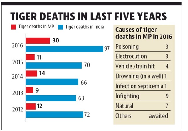 MP recorded one-third tiger deaths last year | Hindustan Times