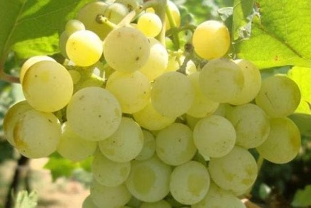 Grape skin and seeds may help fight against colon cancer, says study ...
