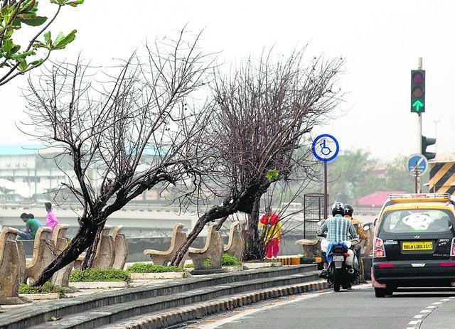 BMC plants 20 date palm trees in Worli Sea Face, botanists call it poor ...