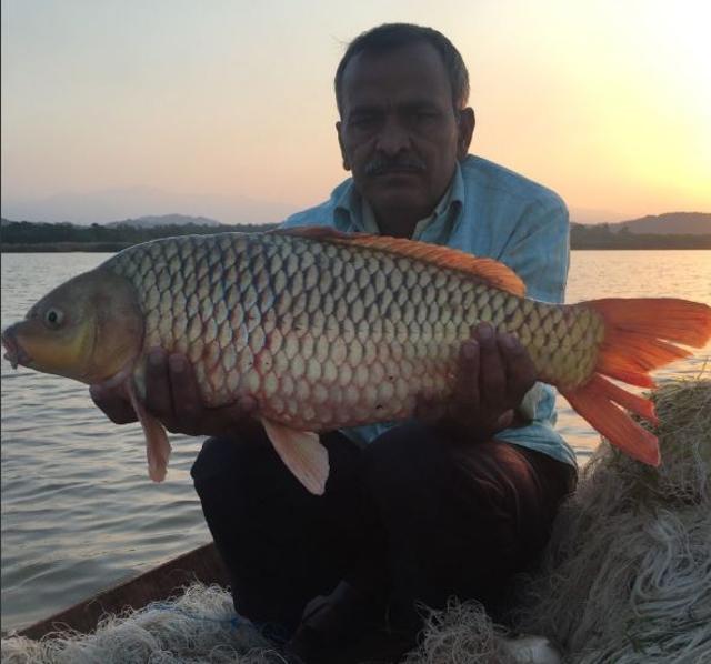 Wildbuzz | Loop of rosefinches and return of the natives | Hindustan Times