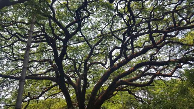 Study spots six unique trees in Mumbai | Mumbai news