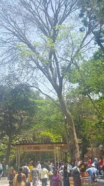 Study spots six unique trees in Mumbai | Mumbai news
