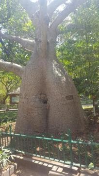 Study spots six unique trees in Mumbai | Mumbai news