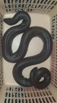 In pic: 3-foot-long snake rescued in Mumbai, which side’s the head, you ...