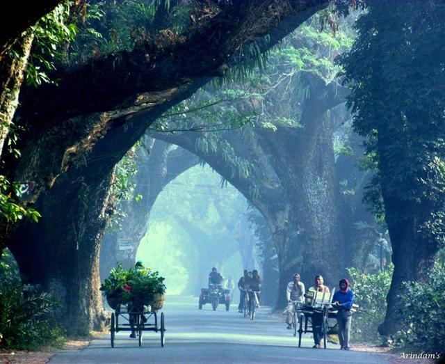 ‘Mini chipko’ in Bengal: Youth hug trees to protest felling on national ...