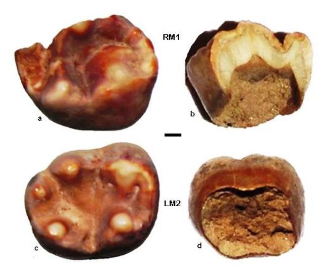 First fossil evidence of nine-million-year-old Pliopithecoid ape found ...