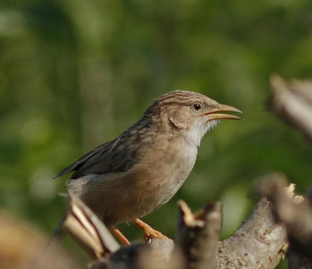 Delhi summer bird count on Saturday to study habitat, breeding and ...