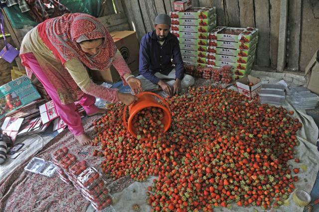 In pics | Strawberry fields forever: There’s a bountiful supply of this ...