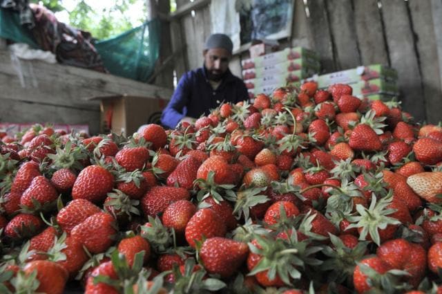 In pics | Strawberry fields forever: There’s a bountiful supply of this ...