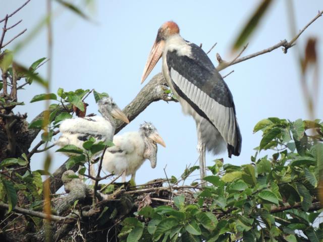 Assam activist receives Green Oscar for conservation of endangered ...