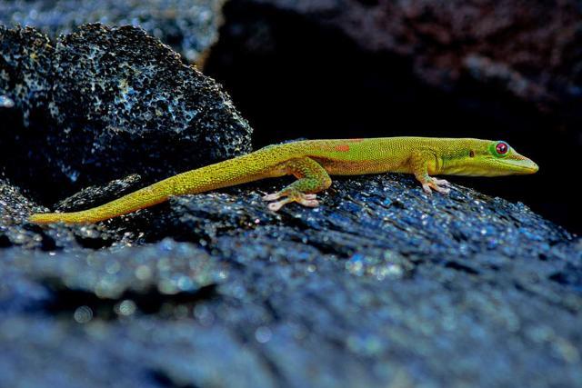 Ever thought of taking a boat into a Hawaiian volcano spouting lava ...