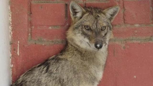 In pics: Rare birds, animals, insects, Mumbai’s Aarey Milk Colony is ...